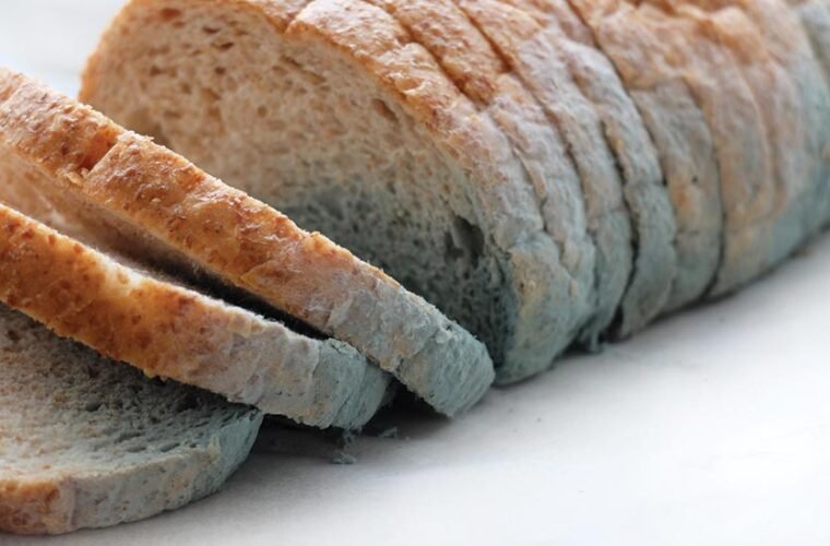DSM together with Novozymes launches HiPhorius™ for sustainable protein ...