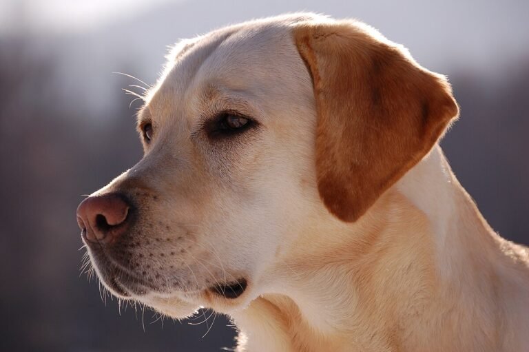 China’s controversial Yulin dog meat festival opens amid criticism ...