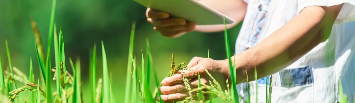 BIRC 2025 to spotlight India’s AI-powered rice sorting innovation and ...